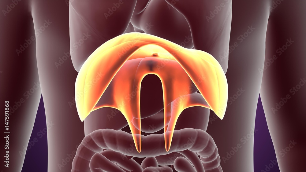 3d illustration human body diaphragm anatomy Stock Illustration | Adobe ...