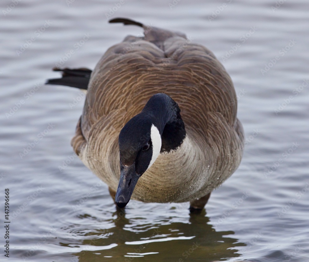 Beautiful isolated photo with a cute Canada goose in the lake Stock ...
