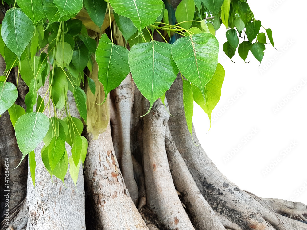 Roots of the tree on the ground and green grass,close up dry bark Bodhi ...