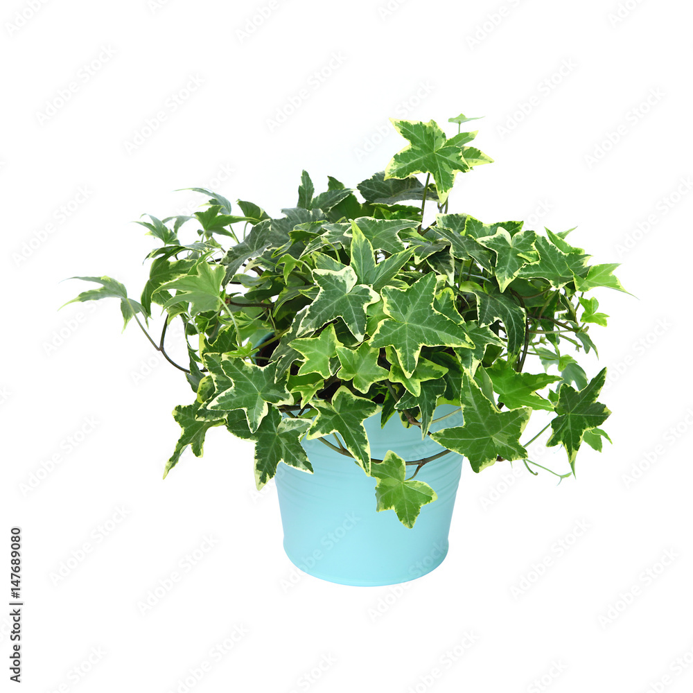 Lierre panaché en pot Stock Photo | Adobe Stock