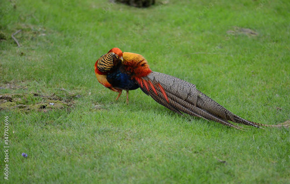 fagiano dorato foto de Stock | Adobe Stock