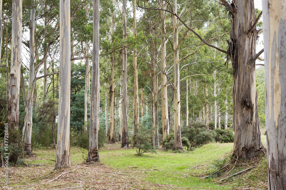 forest gum trees in Tasmania. Stock Photo | Adobe Stock