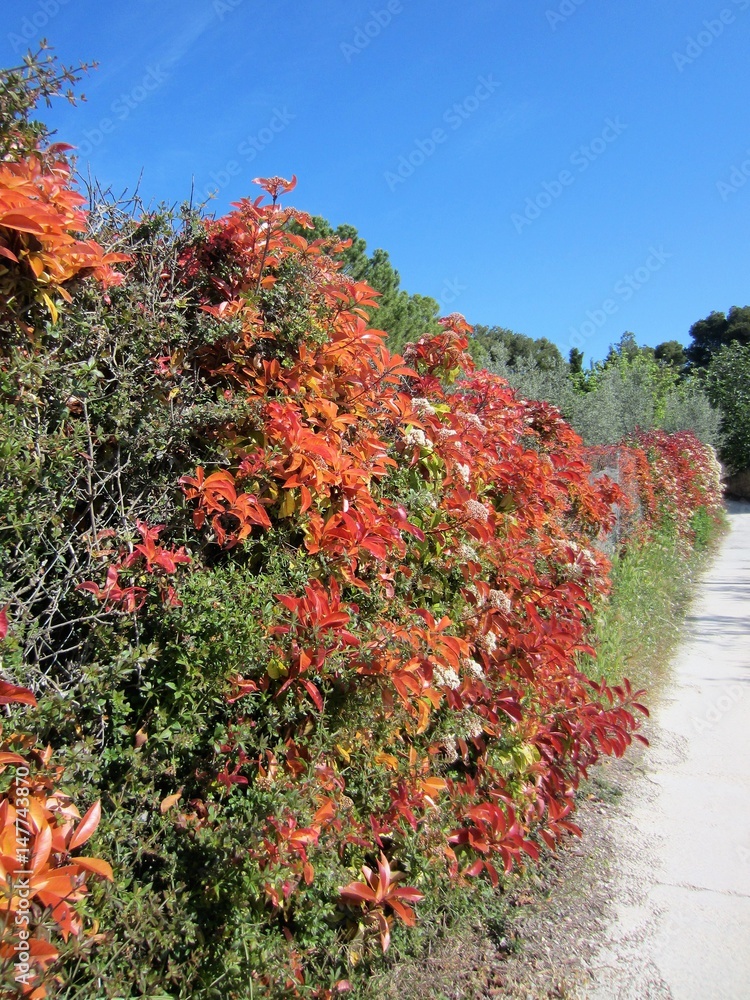 Red Robin bush (Photinia fraseri) in mixed hedge Stock Photo | Adobe Stock