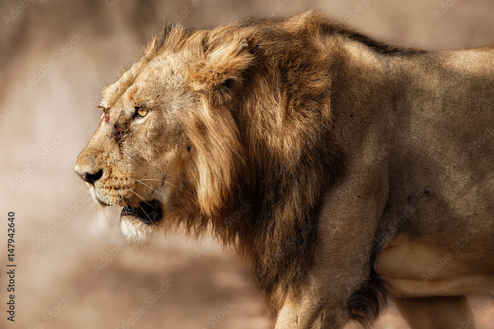 Beautiful and rare asiatic lion male in detail, nature habitat in Gir ...