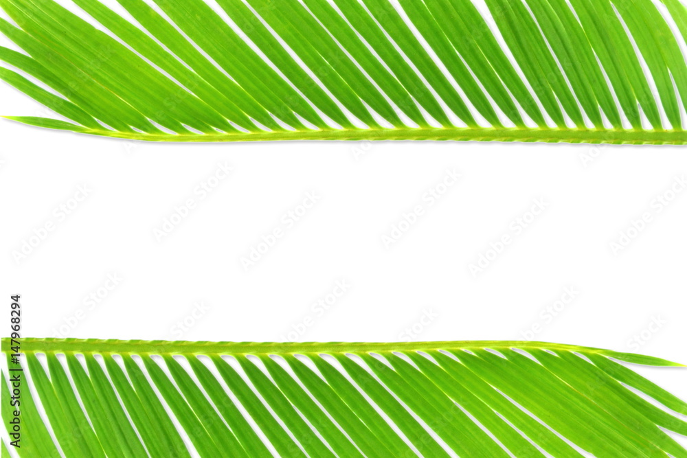 Coconut Tree Leaves Texture