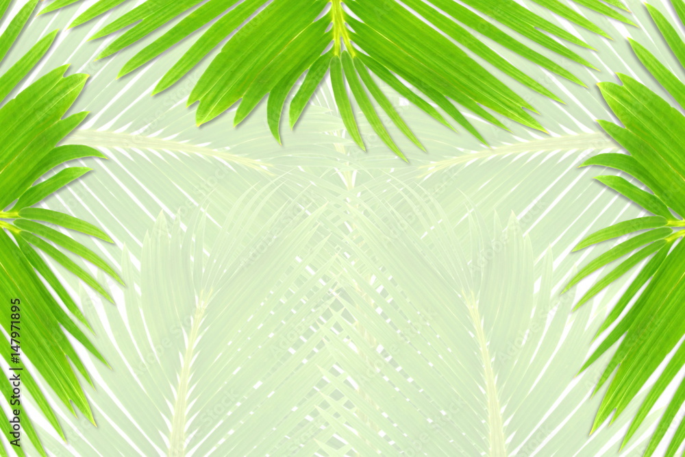 Coconut Tree Leaves Texture