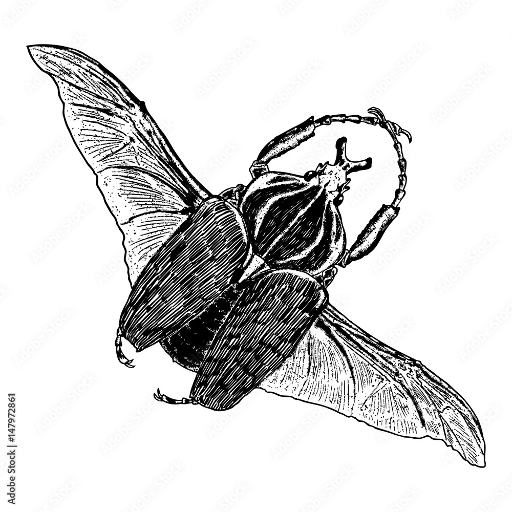 Flying insect, bug with wings, scarab beetle. Vintage old hand drawn ...