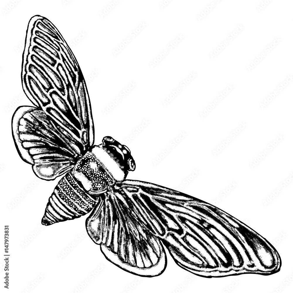 Insect with wings, flying bug. Vintage old hand drawn stippling and ...
