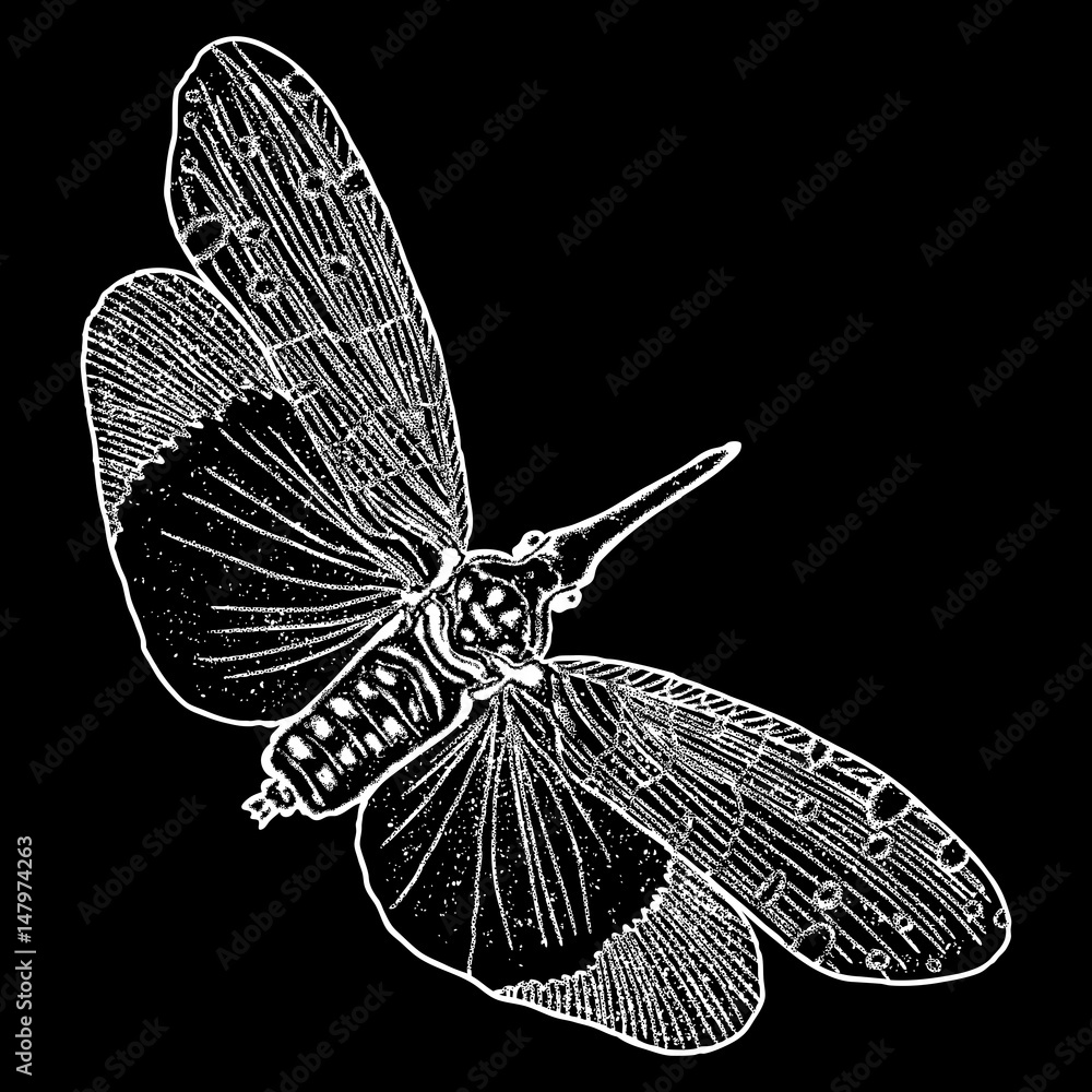 Insect with wings, flying bug. Vintage old hand drawn stippling and ...