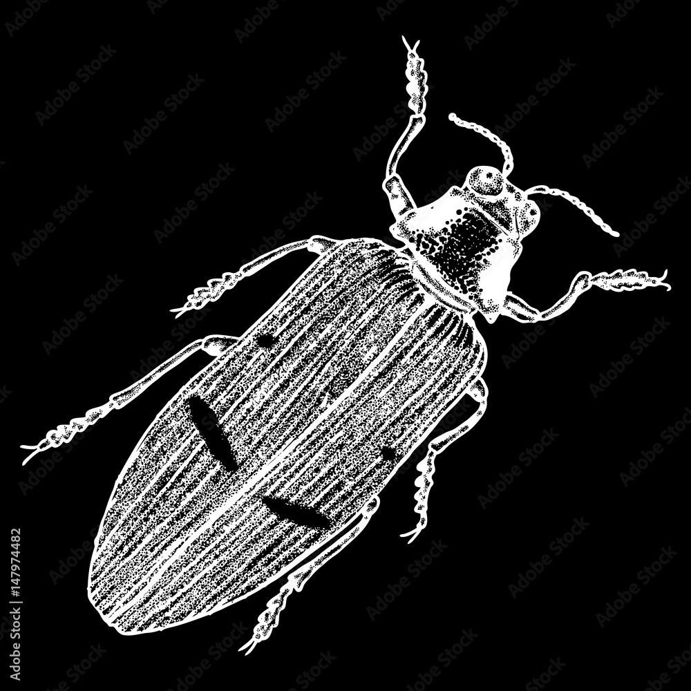 Insect, bug, scarab beetle. Vintage old hand drawn stippling and ...