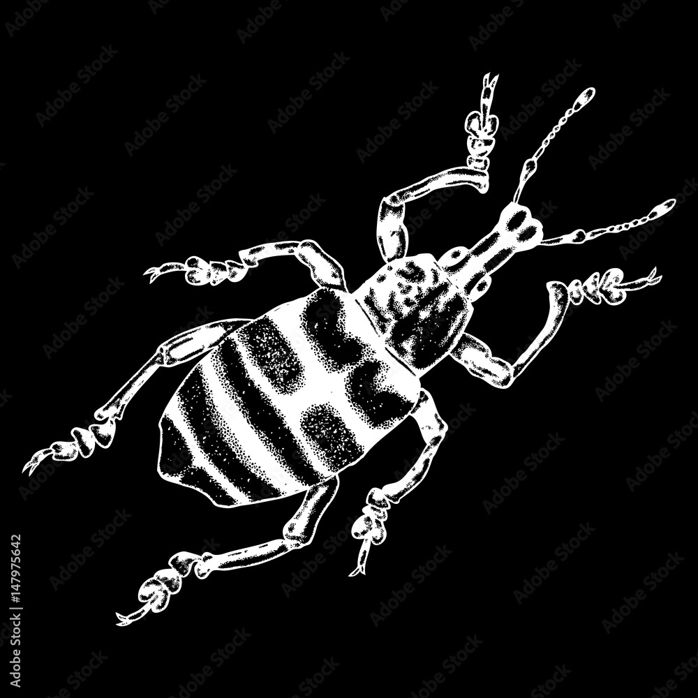 Insect, bug, scarab beetle. Vintage old hand drawn stippling and ...