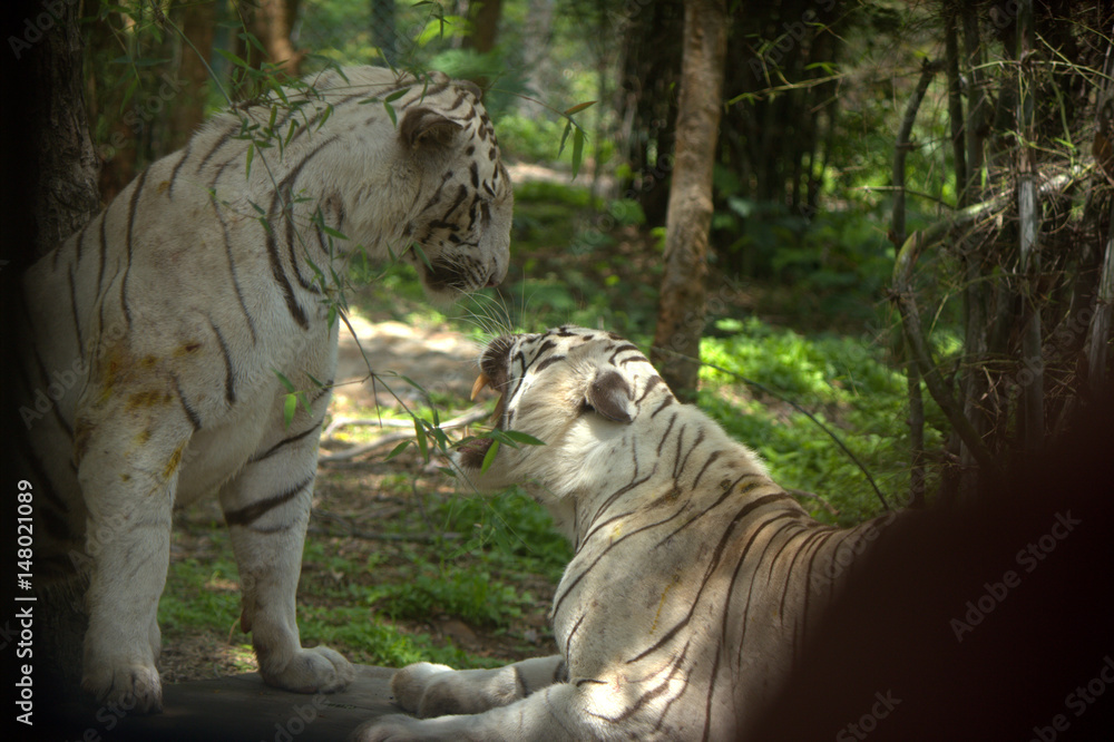 White Tigers Fighting