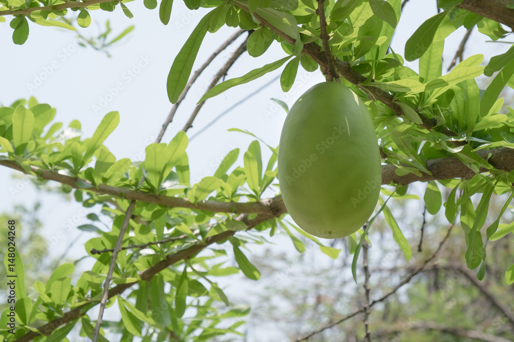 Crescentia alata kunth / View of Crescentia alata kunth fruit on the ...