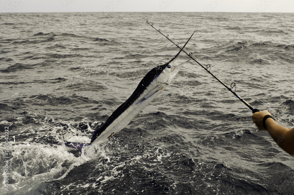 Striped Marlin crosses bill with the pole of a fisherman in battle off ...