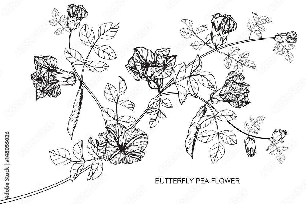 Butterfly pea flowers drawing and sketch with line-art on white ...