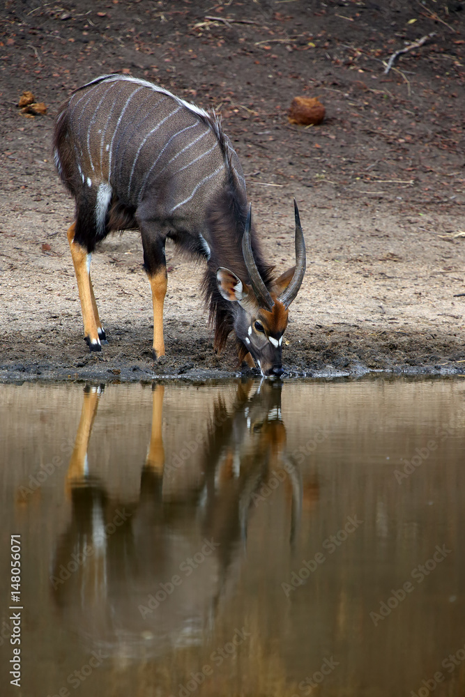 The nyala (Tragelaphus angasii), also called inyala, adult male ...