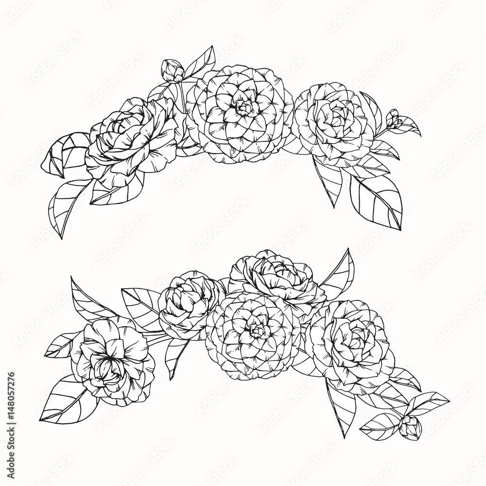 Camellia flowers drawing and sketch with line-art on white backgrounds ...