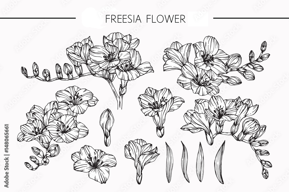 Freesia flowers drawing and sketch with line-art on white backgrounds ...