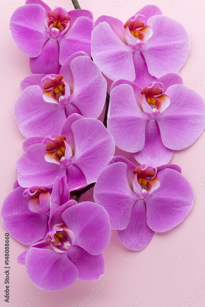 Pink beautiful orchid on colored background. Stock Photo | Adobe Stock