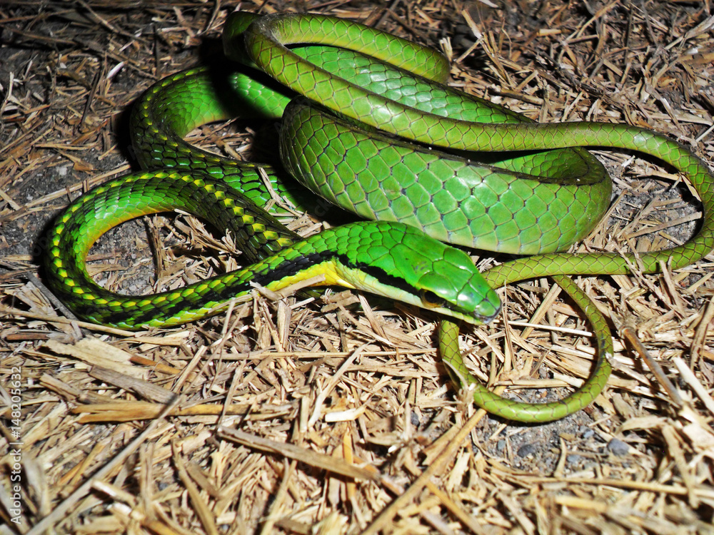 Leptophis diplotropis (Culebra perico gargantilla) Stock Photo | Adobe ...