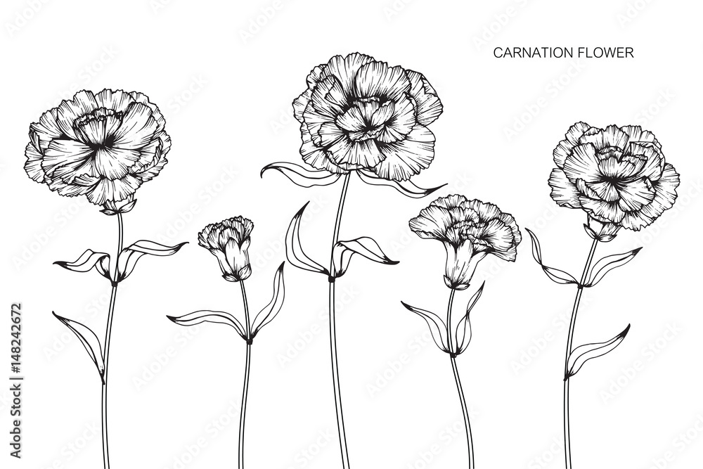 Carnation flowers drawing and sketch with line-art on white backgrounds ...