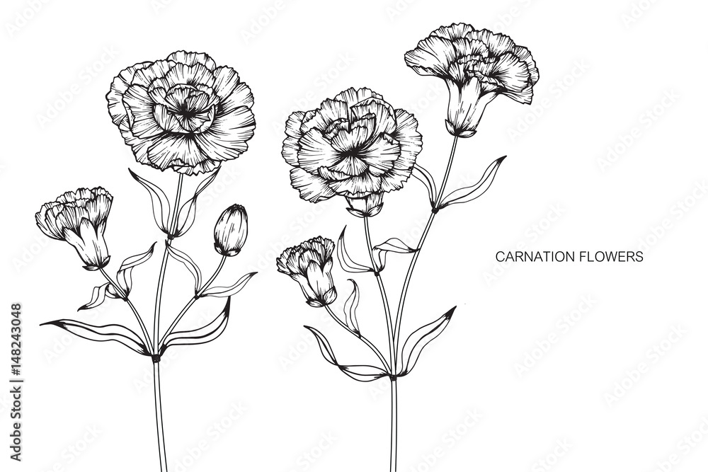 Carnation flowers drawing and sketch with line-art on white backgrounds ...