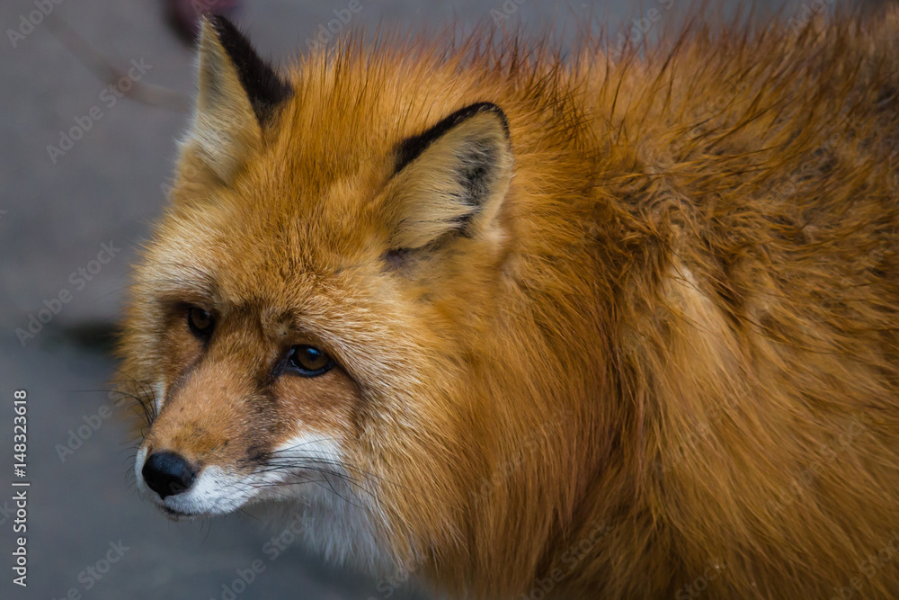 Portrait of red Foxes. Fox is a beast of medium size with an elegant ...