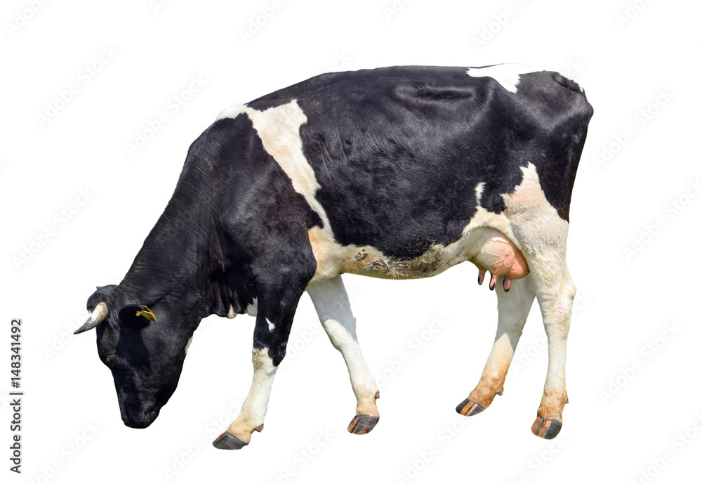 Spotted black and white cow full length isolated on white. Funny cute ...
