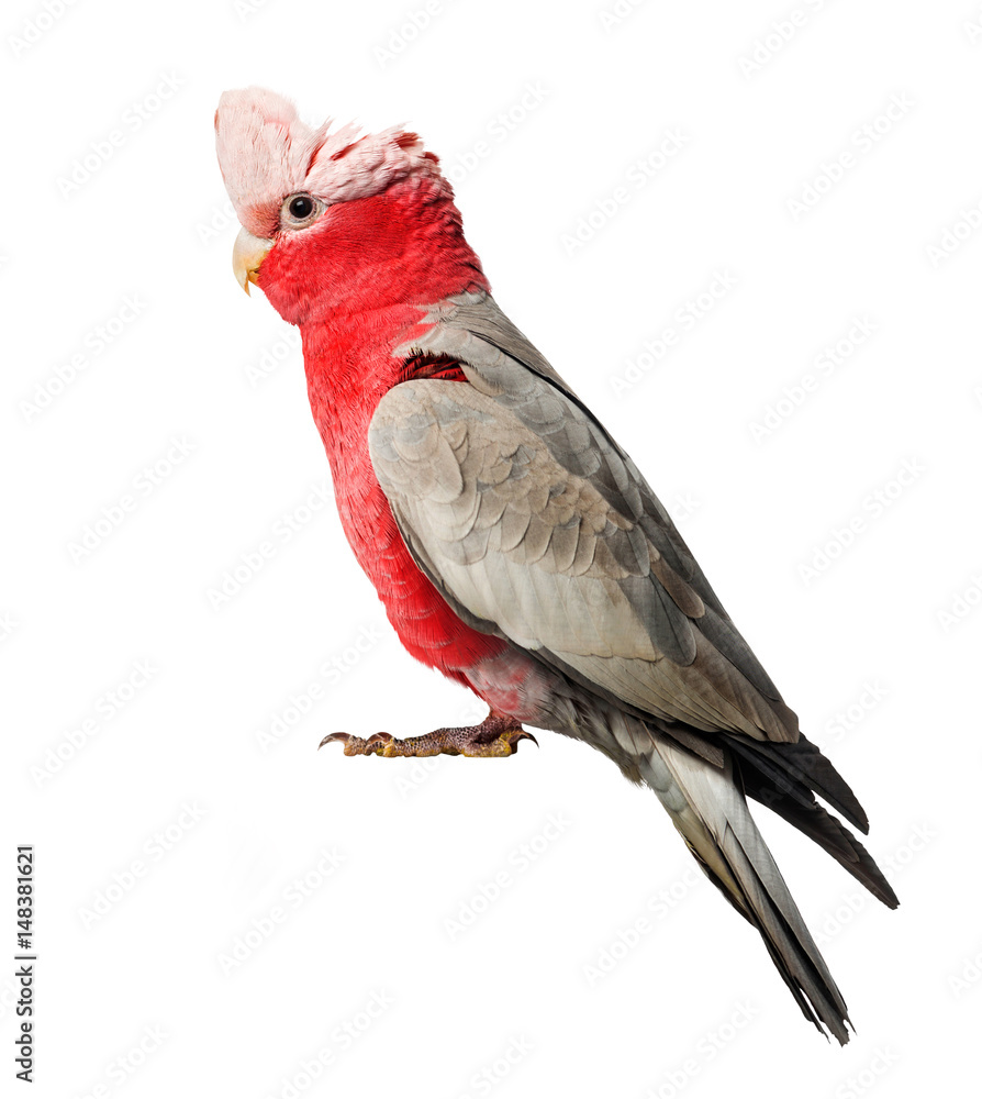 parrot isolated on white background Stock Photo | Adobe Stock