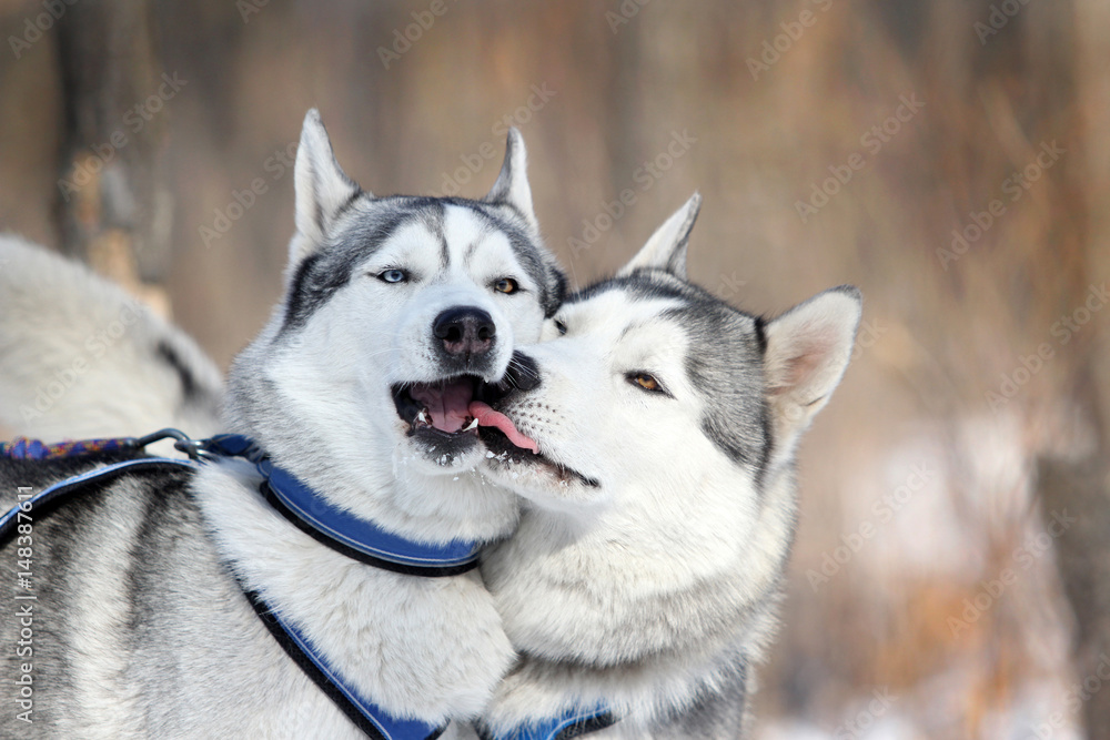 Husky Puppies Kissing