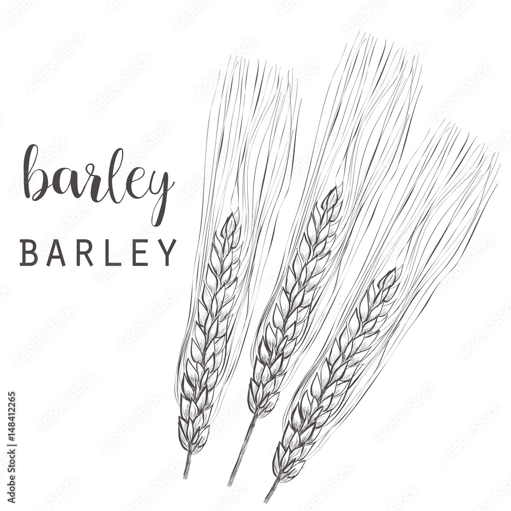 Barley Drawing