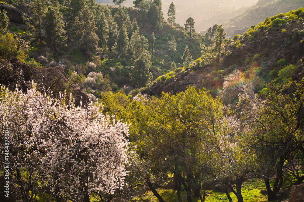 Spring in Gran Canaria Inagua Natural Park - green landscape with ...