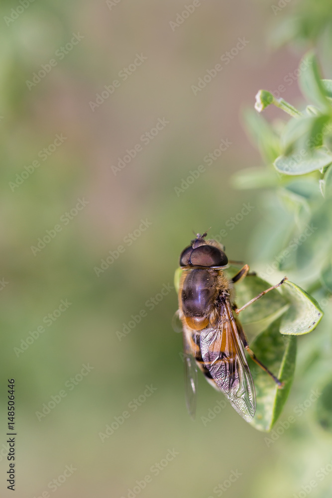 Syrphus ribesii is a very common Holarctic species of hoverfly. Stock ...