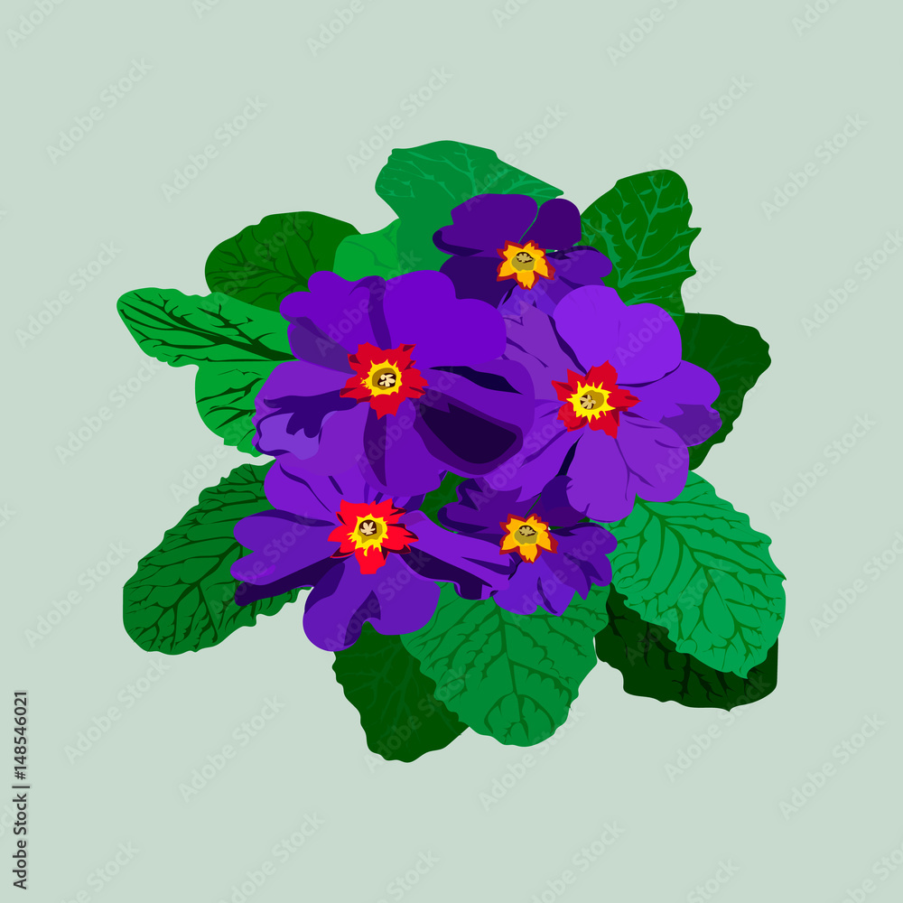 hand drawn blue primrose flower for background, texture, wrapper ...