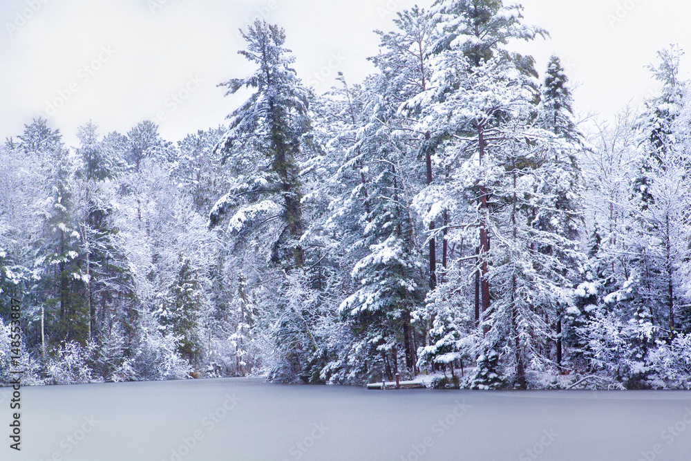 Snowy Evergreen Forest