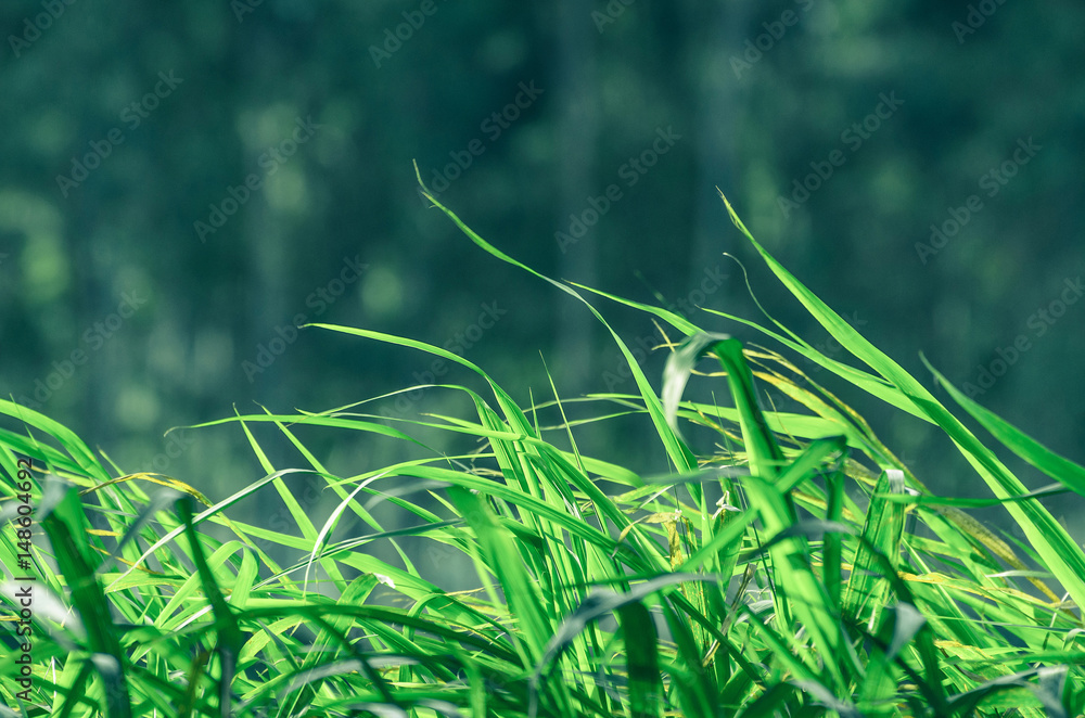 Green grass background moving to the side with the wind Stock Photo ...