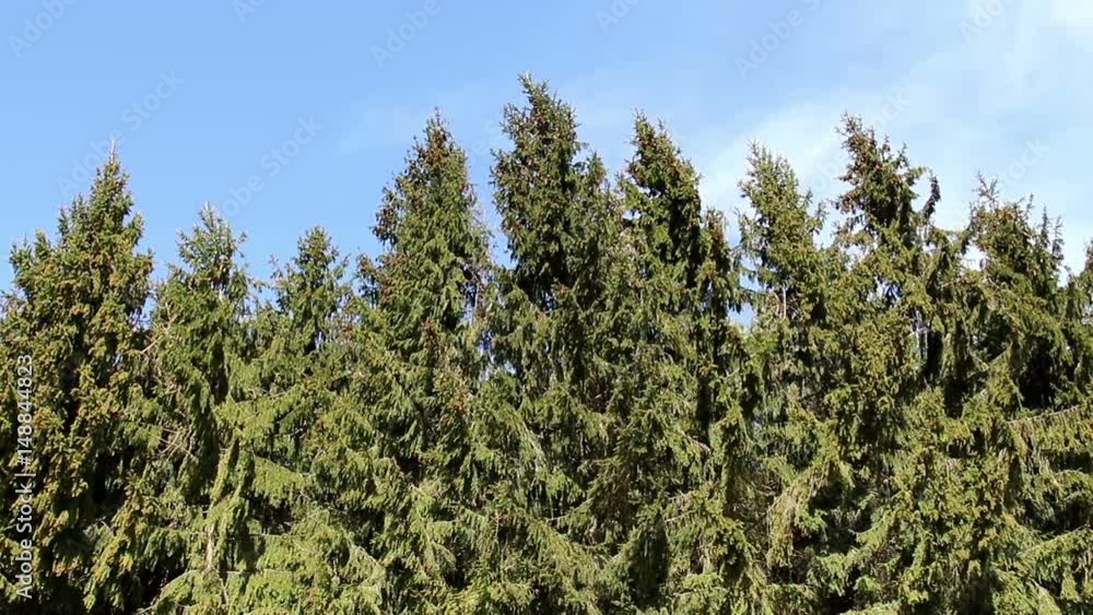 Fir Trees Rustle in the Wind Stock Video | Adobe Stock