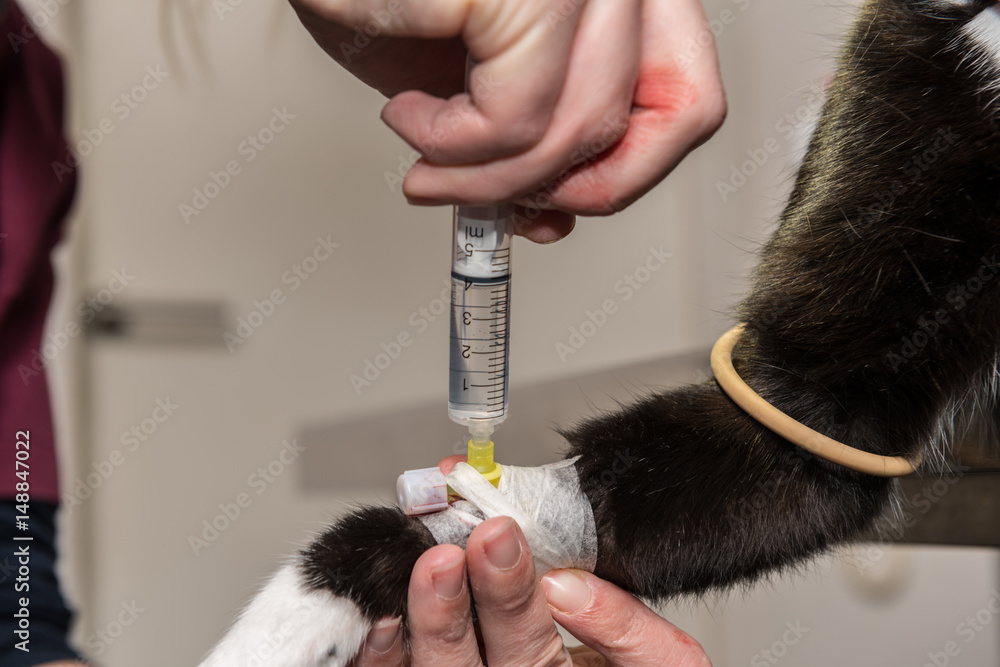 La prise de sang et l’analyse sanguine permettent d’étudier les ...