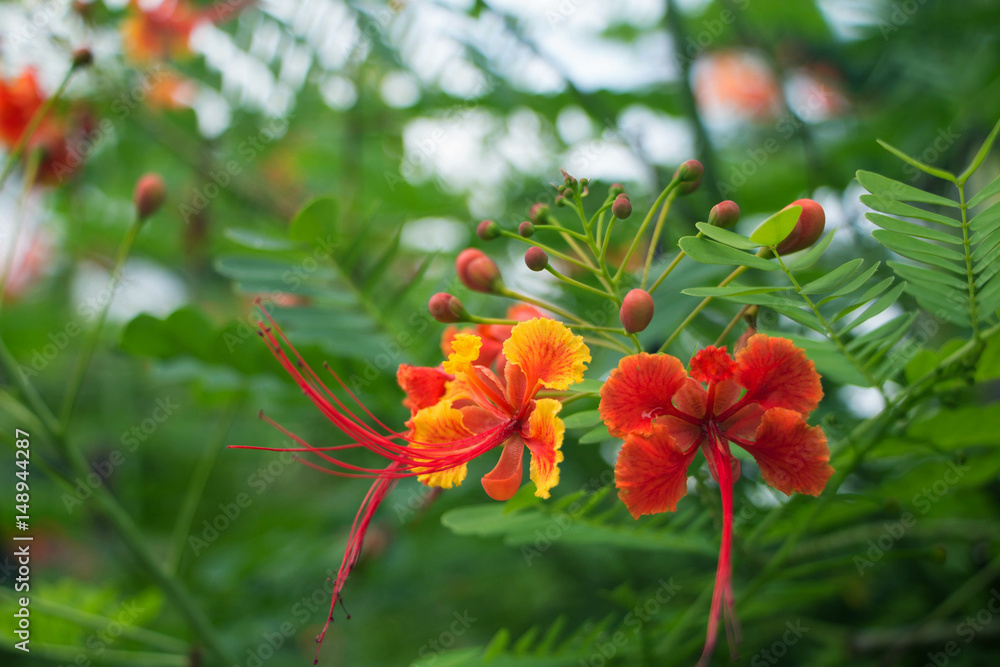 Red tropical asian flower Caesalpinia pulcherrima Stock Photo | Adobe Stock