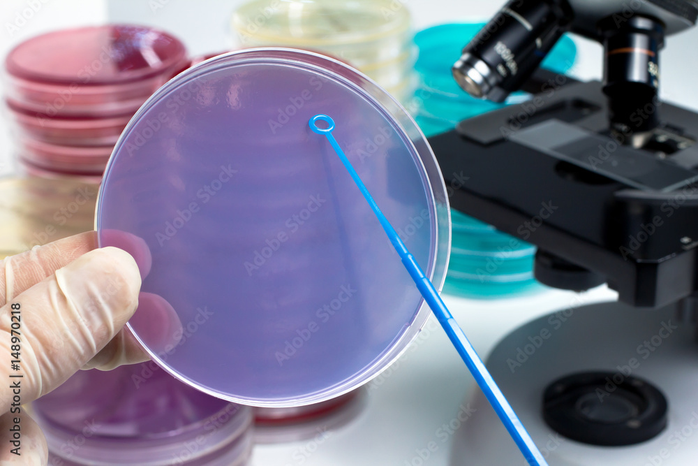 hand holding and inoculating petri dish in the laboratory / technician ...