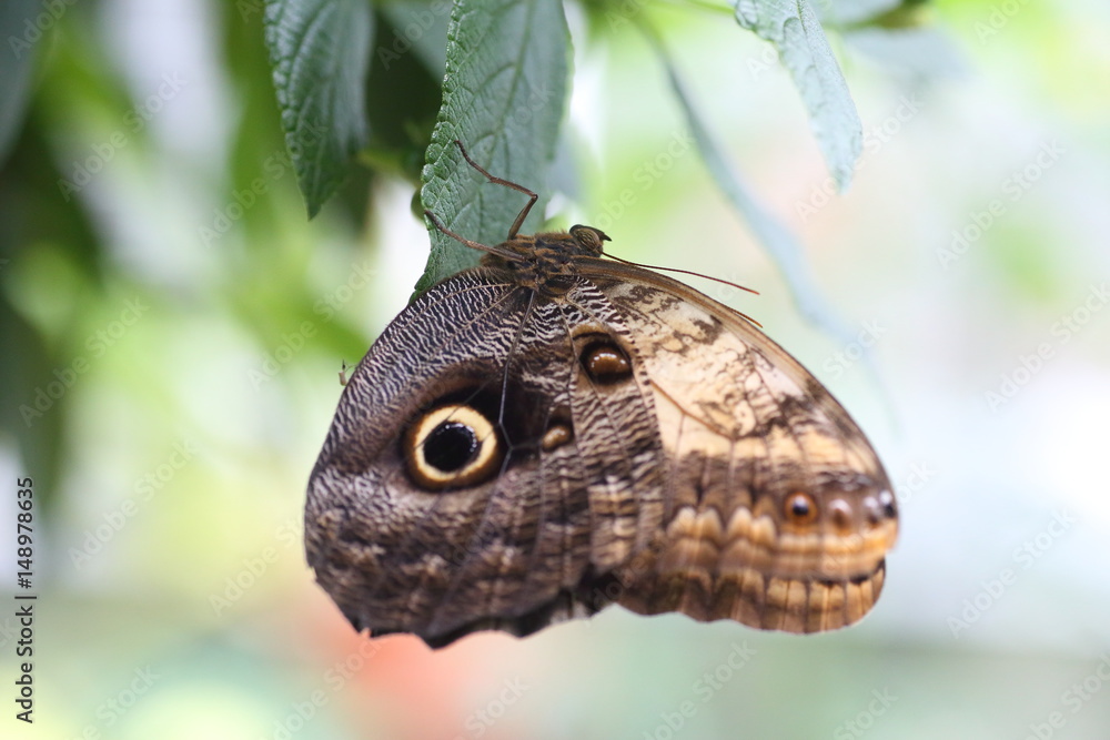 Wielki motyl Stock Photo | Adobe Stock