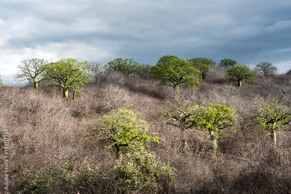 Giant ceiba trees grows up in the coast of Ecuador near Manta Stock ...