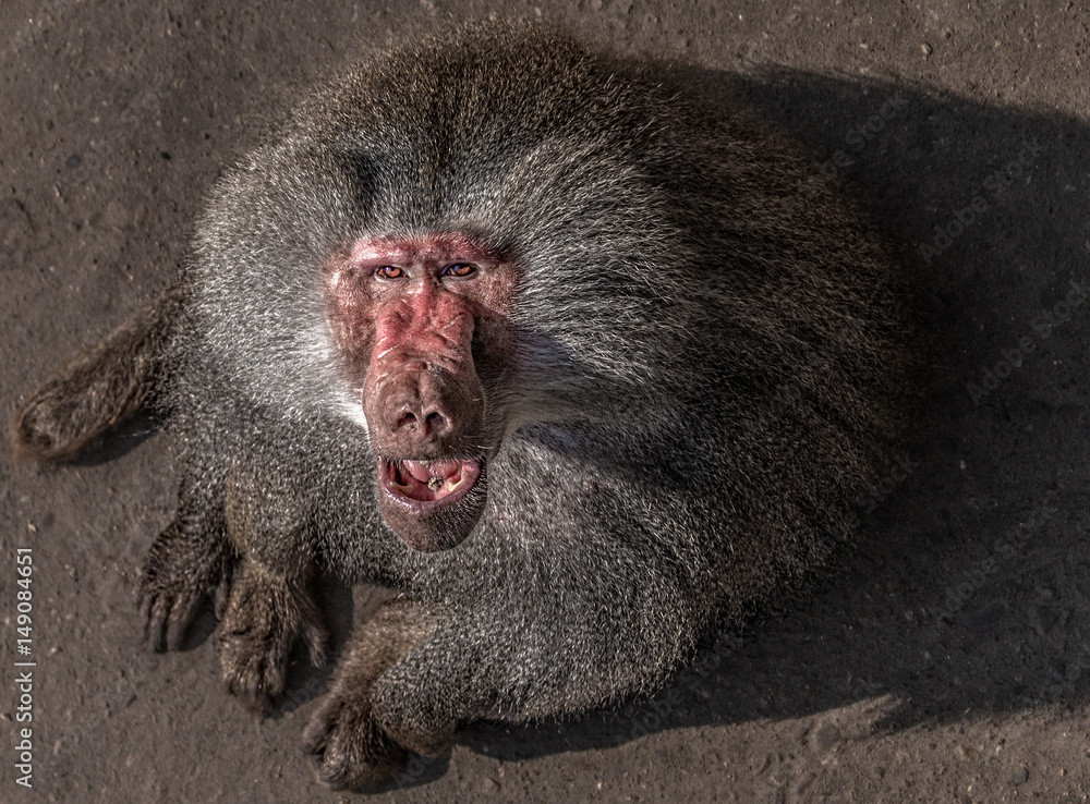 Angry Baboon