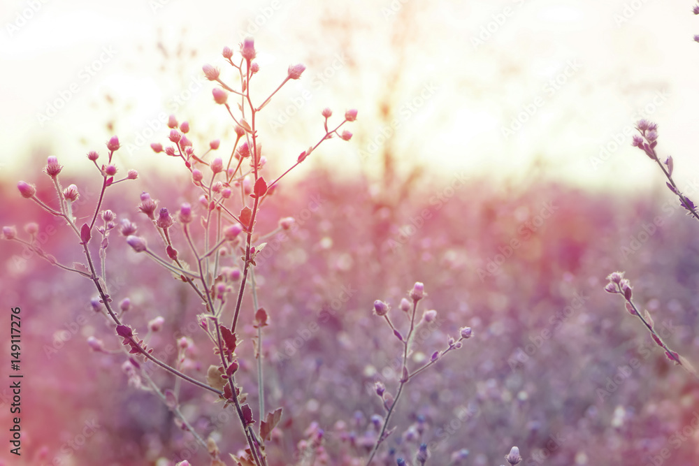 Pink Flower Field Wallpaper