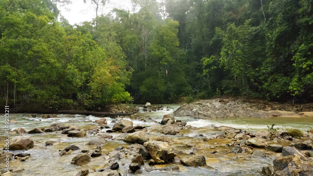 viewing the river in the jungle of tropical rainforest in Taman Negara ...