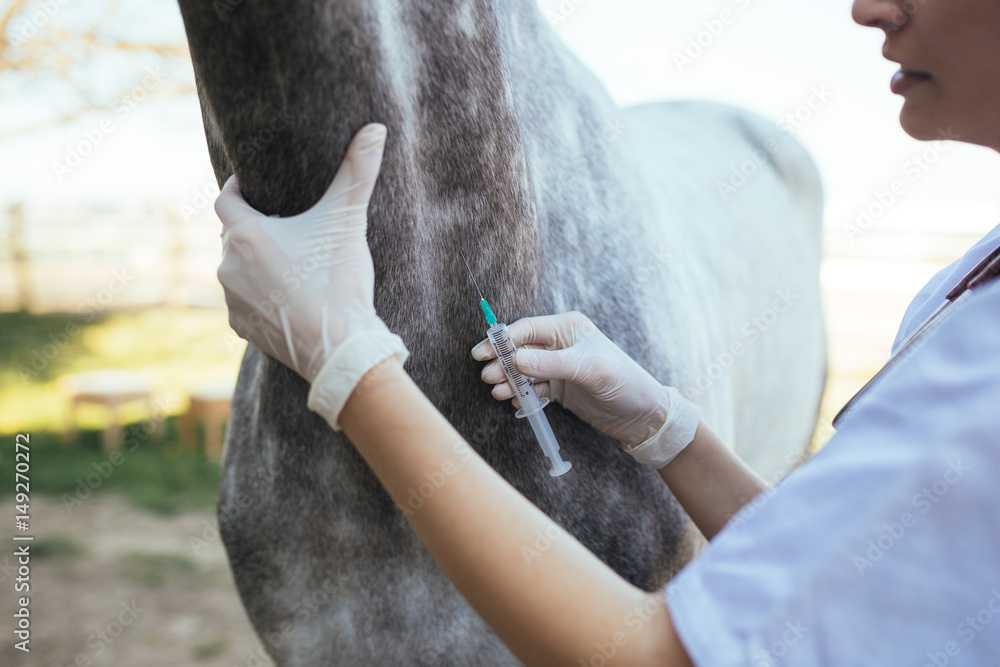 Vet giving injection to a horse. Selective focus on injection. Stock ...