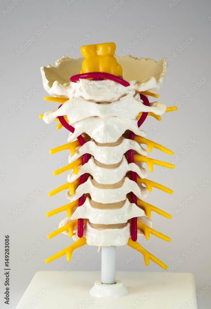 Artificial human cervical spine model Stock Photo | Adobe Stock