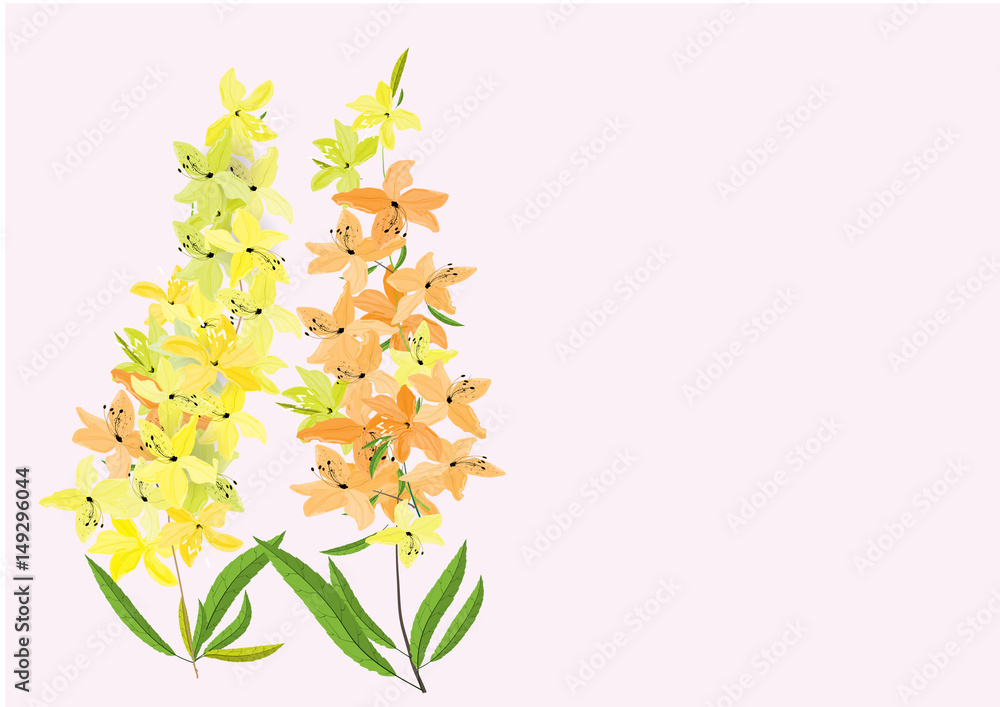 National Flower Of Asean | Best Flower Site