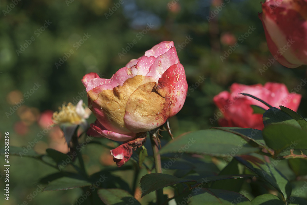Gray mold and anthracnose on the rose / Botrytis cinerea / Botryotinia ...