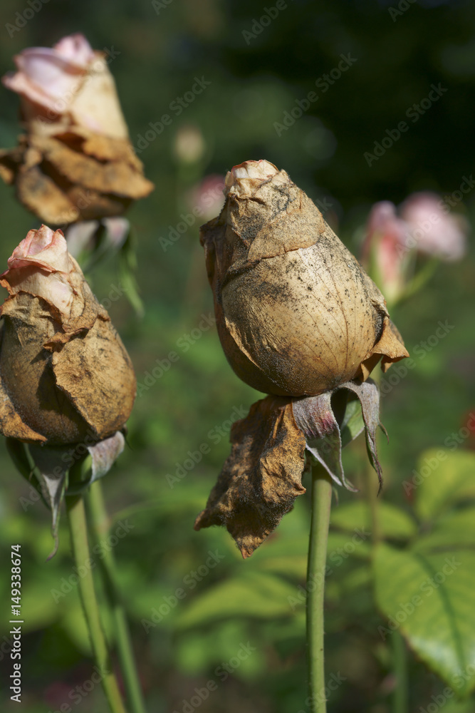 Gray mold on the rose / Botrytis cinerea / Botryotinia Stock Photo ...